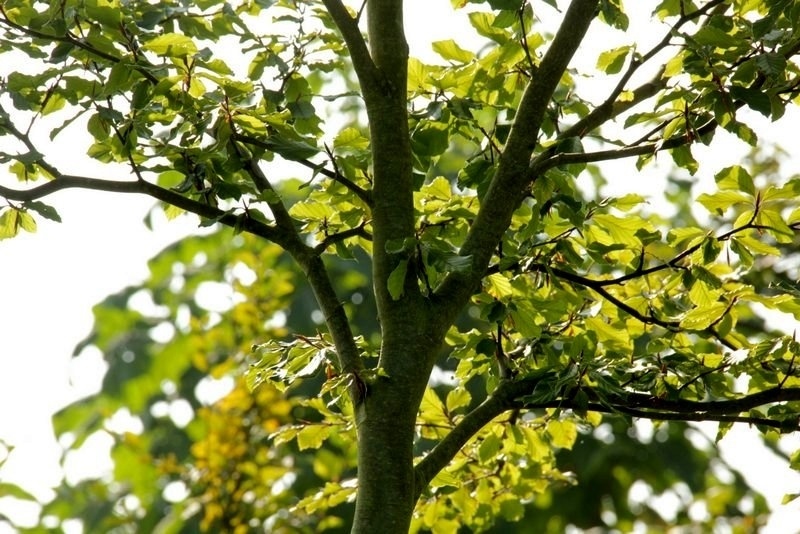 Beuk, Fagus sylvatica kopen