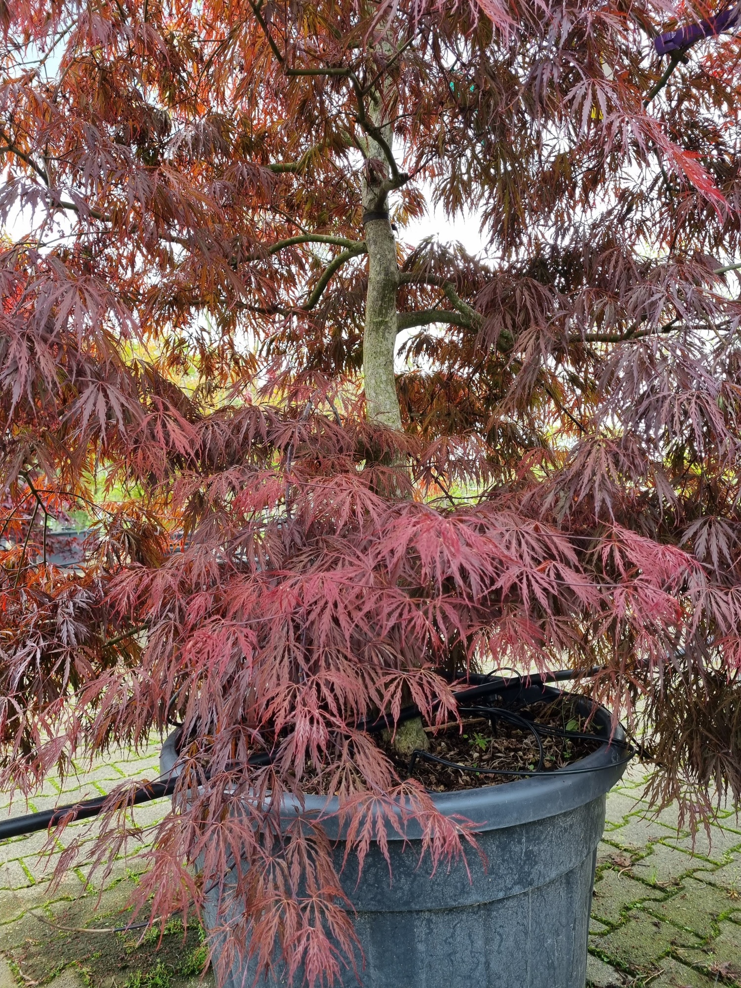 Een bijzonder Acer palmatum 'Tamukeyama' kopen?