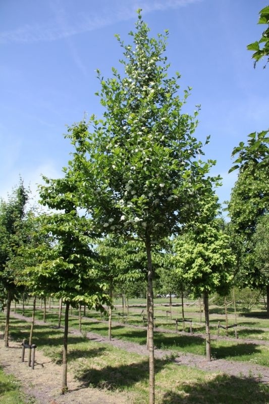 Pruimbladige Meidoorn, Crataegus persimilis 'Splendens' kopen