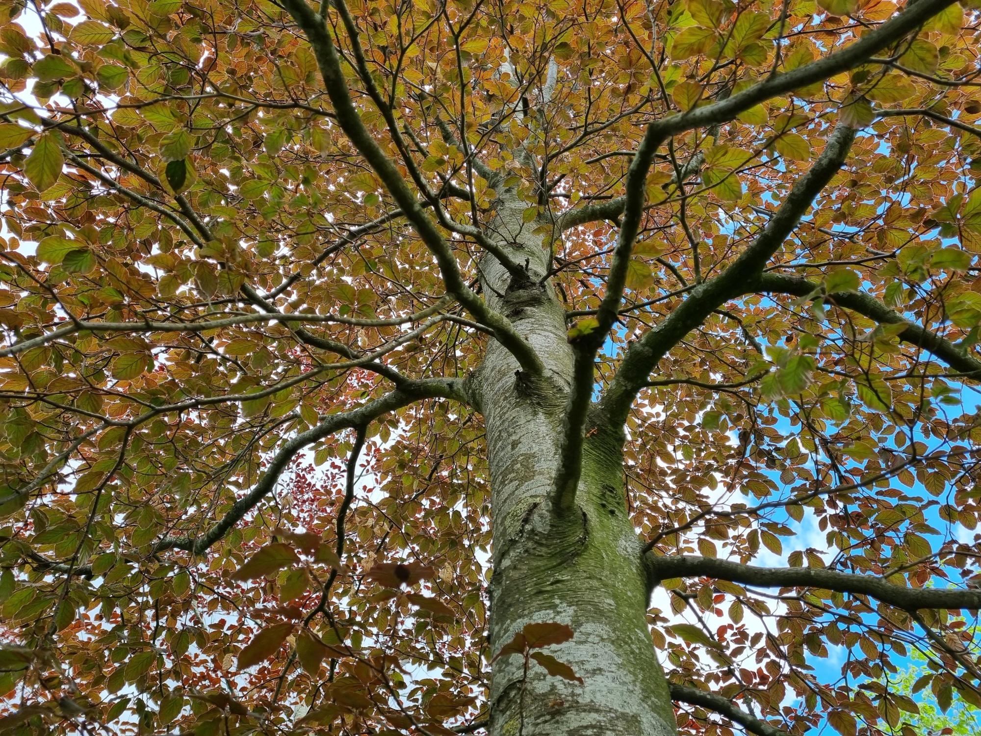 Op zoek naar een volwassen Rode Beuken boom?