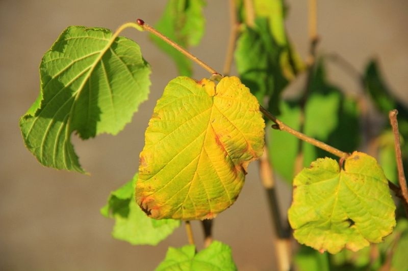 Hazelnoot 'Cosford', Corylus avellana 'Cosford' kopen