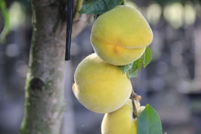Perzik 'Amsden', Prunus persica 'Amsden' kopen