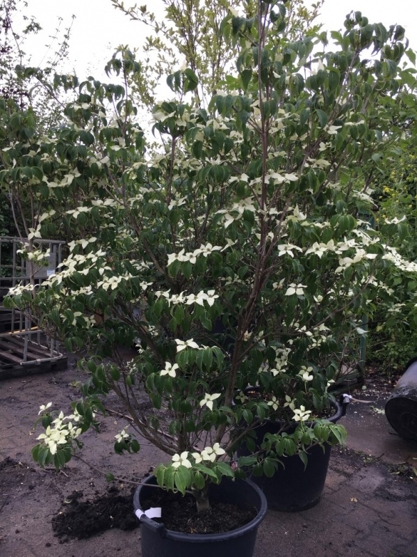 Japanse grootbloemige kornoelje 'Robert's Select', Cornus kousa 'Robert's Select' kopen