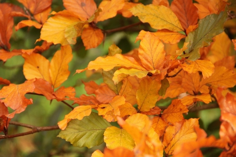 Gewone beuk, Fagus sylvatica kopen