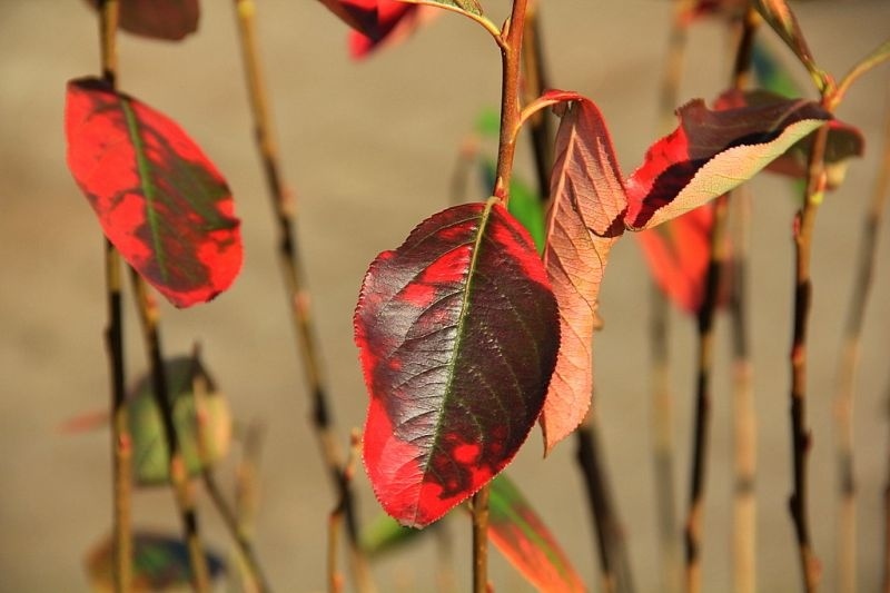Appelbes 'Hugin', Aronia melanocarpa 'Hugin' kopen