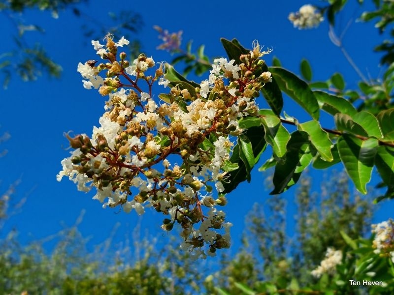 Lagerstroemia 'Natchez', Lagerstroemia ind. Natchez" kopen