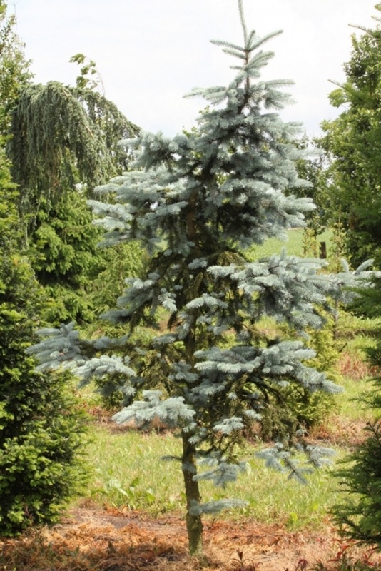 Blauwspar 'Koster', Picea pungens 'Koster' kopen