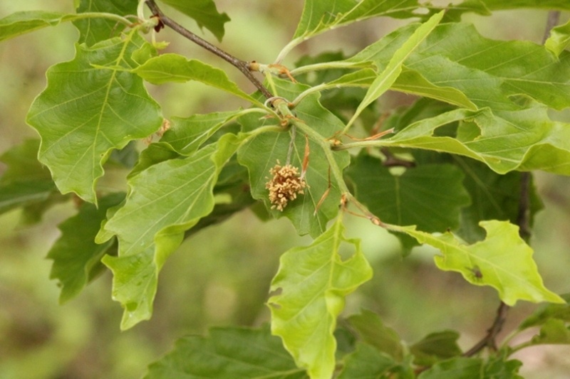 Beuk 'Grandidentata', Fagus sylvatica 'Grandidentata' kopen