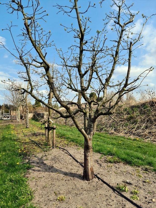 Kweepeer, Cydonia oblonga 'Vranja' kopen