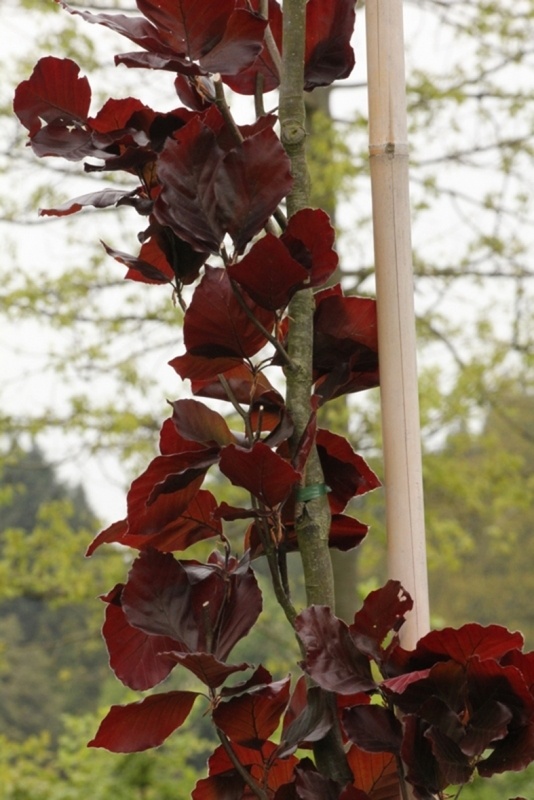 Paarse Beuk, Fagus sylvatica 'Dawyck Purple' kopen
