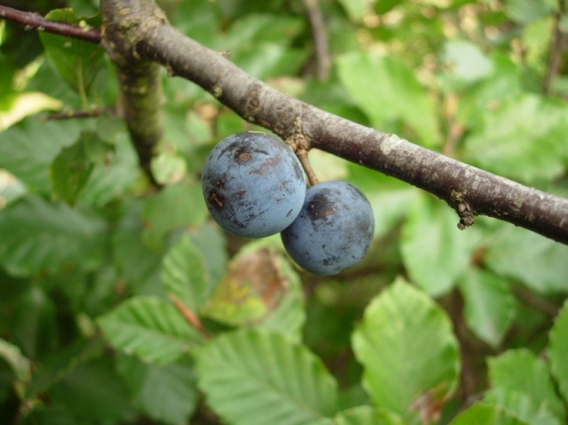 Sleedoorn, Prunus spinosa kopen