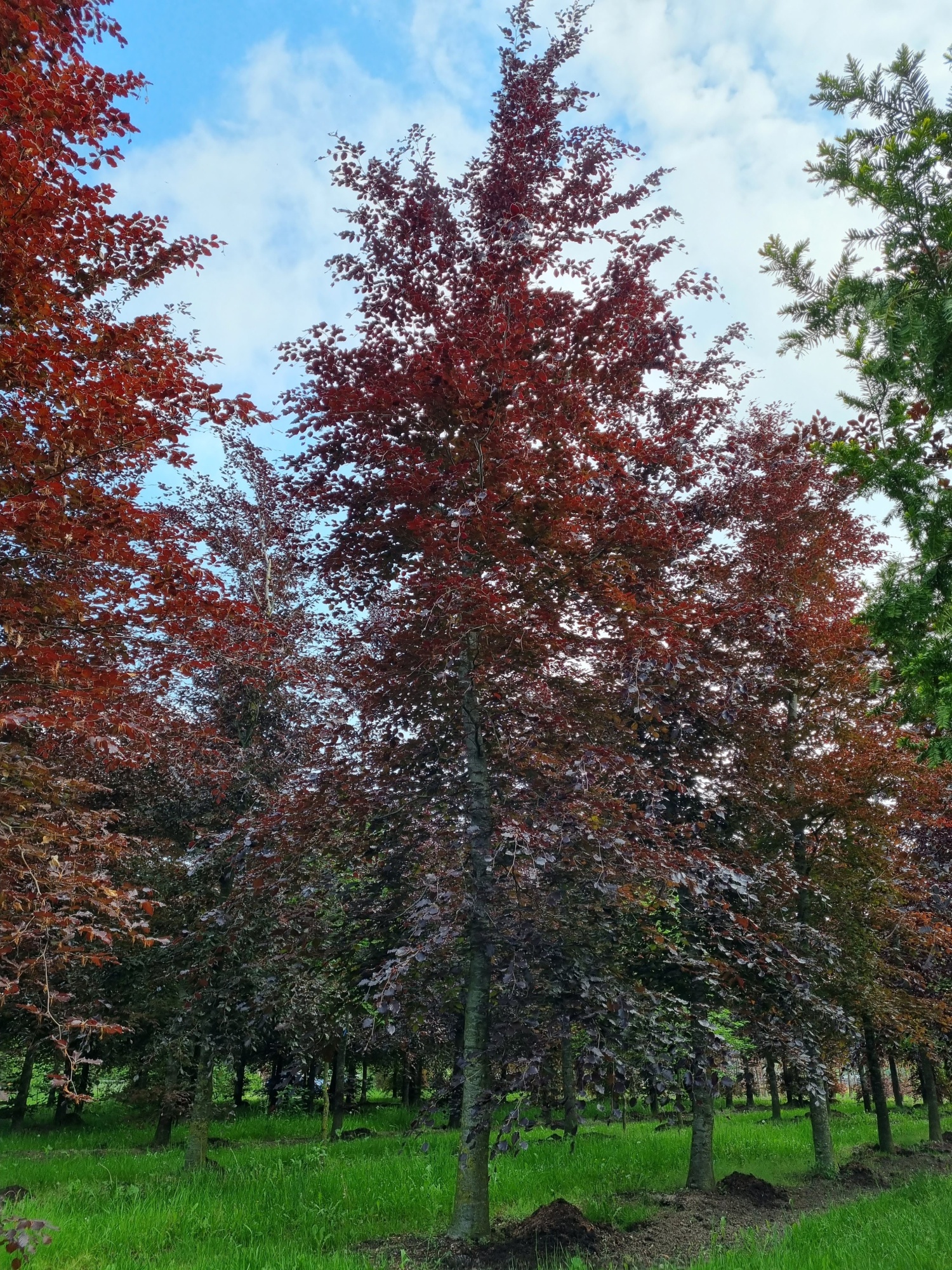 Rode Beuk 'Atropunicea', Fagus sylvatica 'Atropunicea' kopen