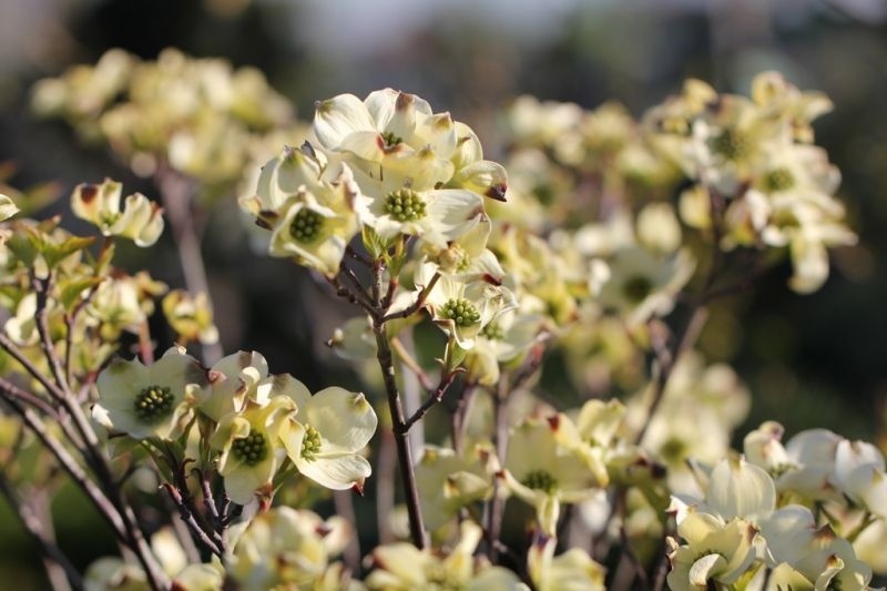 Veelbloemige kornoelje 'Rainbow', Cornus Florida 'Rainbow' kopen