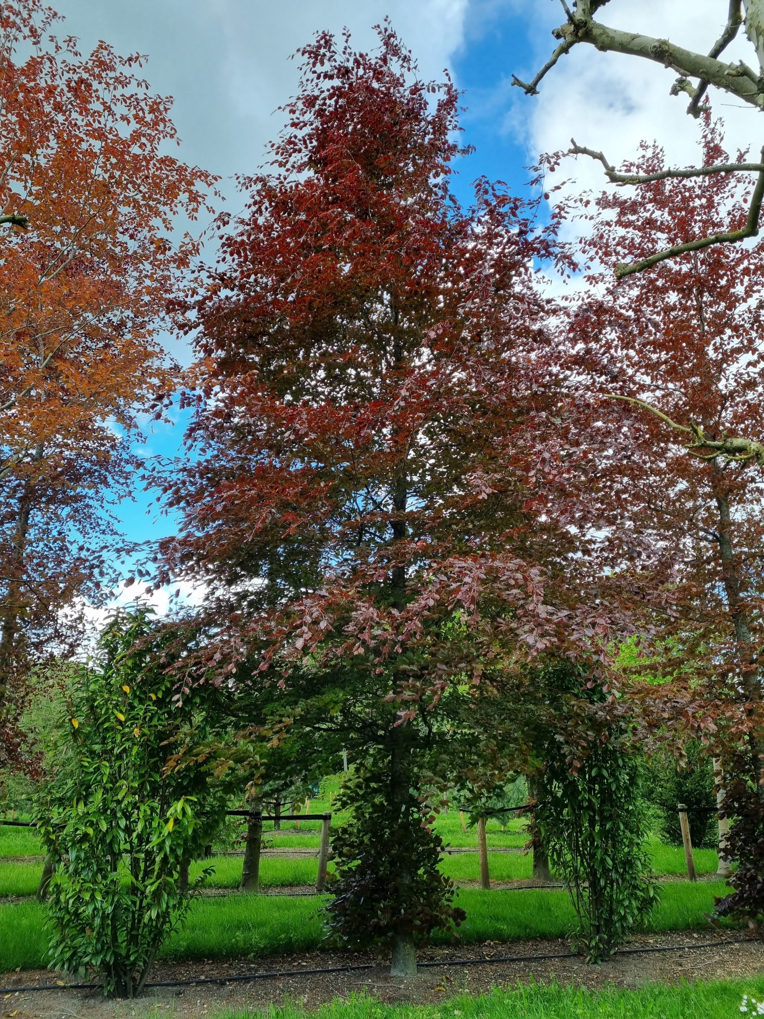 Rode Beuk 'Atropunicea', Fagus sylvatica 'Atropunicea' kopen