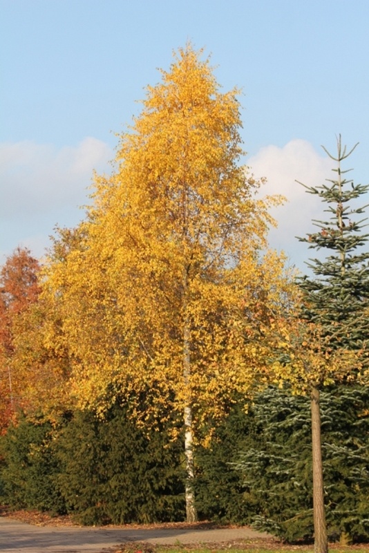 Ruwe Berk, Betula pendula kopen