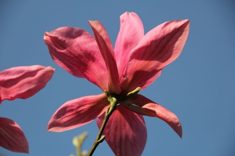 Magnolia 'Daybreak', Magnolia 'Daybreak' kopen