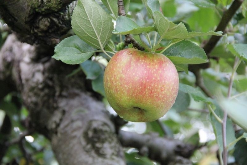 Appel 'Rode Boskoop' , Malus domestica 'Rode Boskoop' kopen