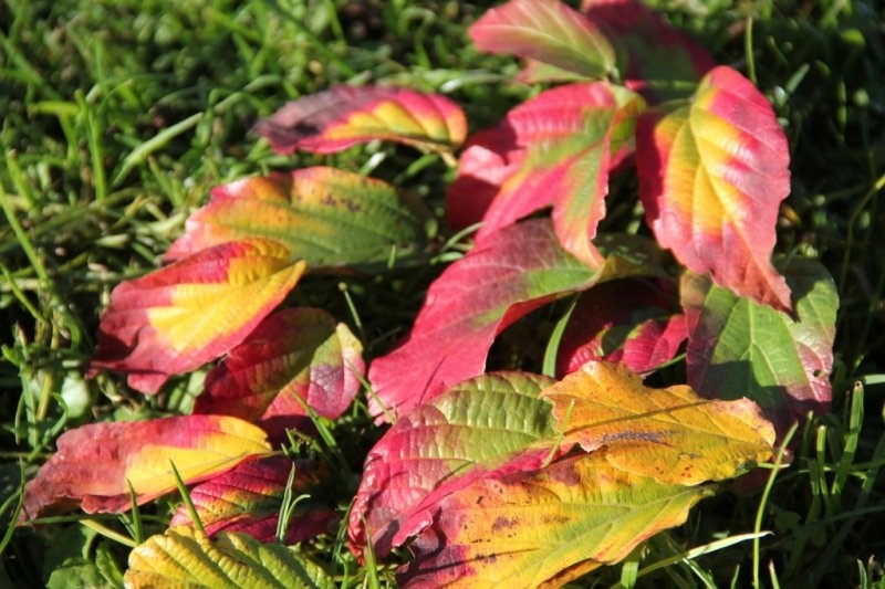 Perzisch IJzerhout 'Bella', Parrotia persica 'Bella' kopen