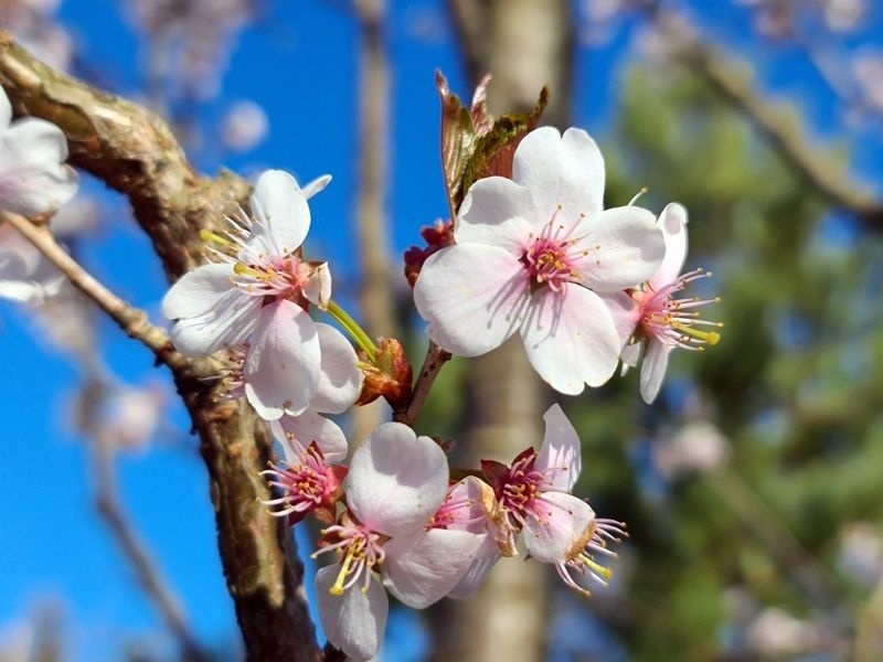 Sierkers 'Pandora', Prunus 'Pandora' kopen