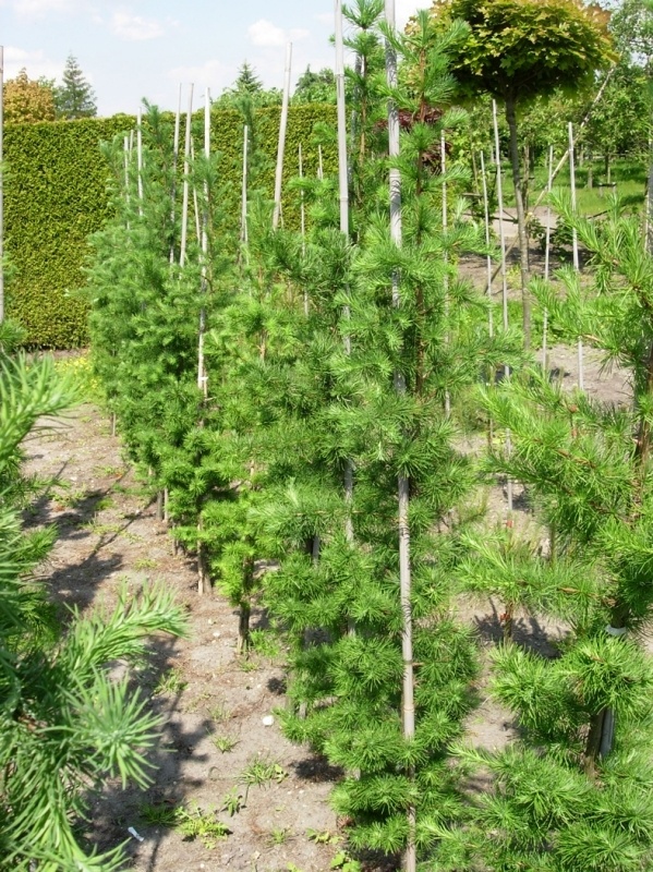 Japanse Lariks, Larix kaempferi kopen