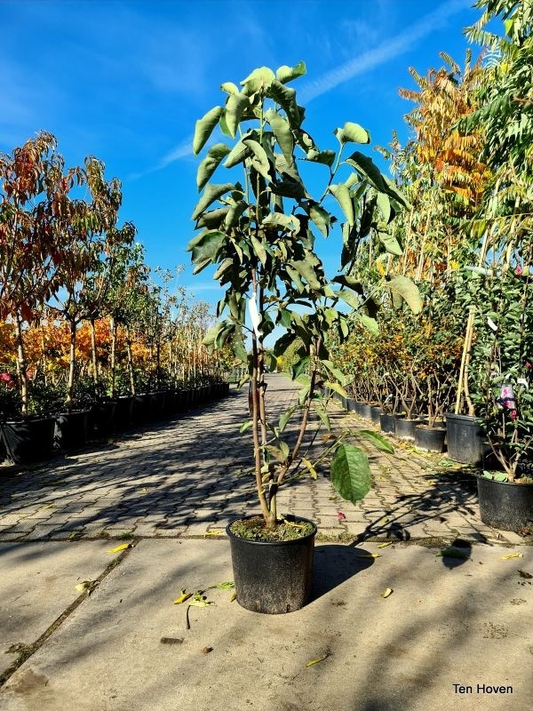 Magnolia 'Emperor', Magnolia 'Emperor' kopen