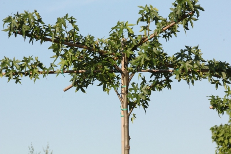 Amberboom 'Worplesdon', Liquidambar styraciflua 'Worplesdon' kopen