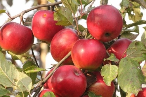 Appel 'Jonared', Malus domestica 'Jonared' kopen