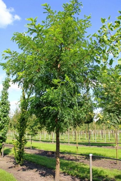 Valse Acacia, Robinia pseudoacacia kopen