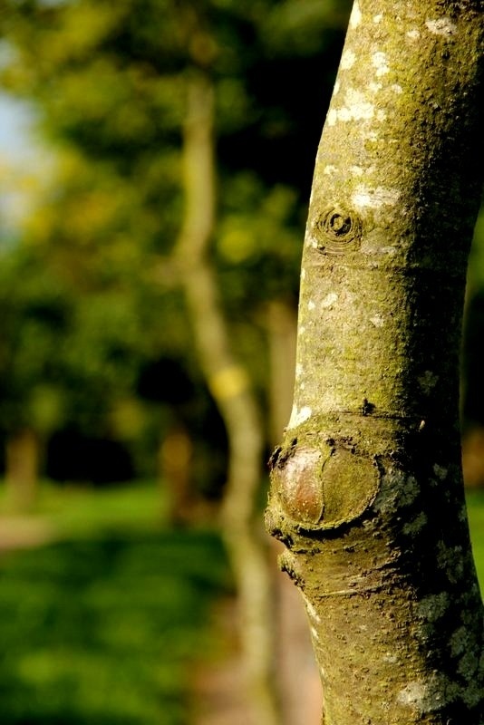 Beuk, Fagus sylvatica kopen