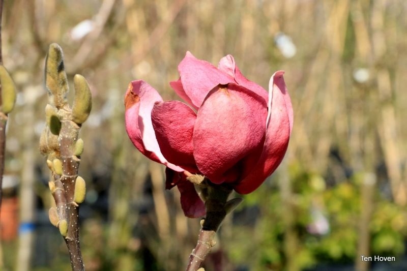 Magnolia 'Emperor', Magnolia 'Emperor' kopen