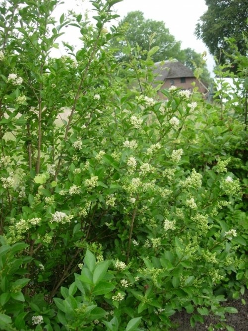 Wilde Liguster, Ligustrum vulgare kopen