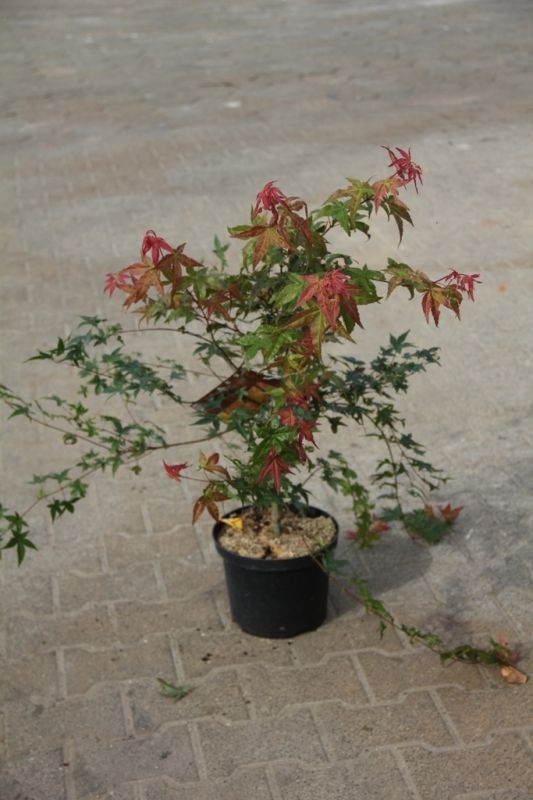 Japanse Esdoorn 'Deshojo', Acer palmatum 'Deshojo' kopen