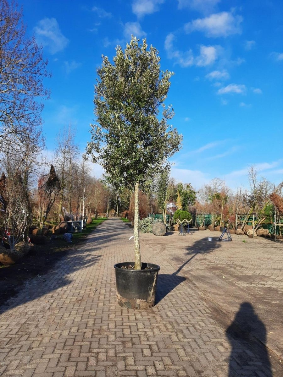 Steeneik, Quercus ilex kopen