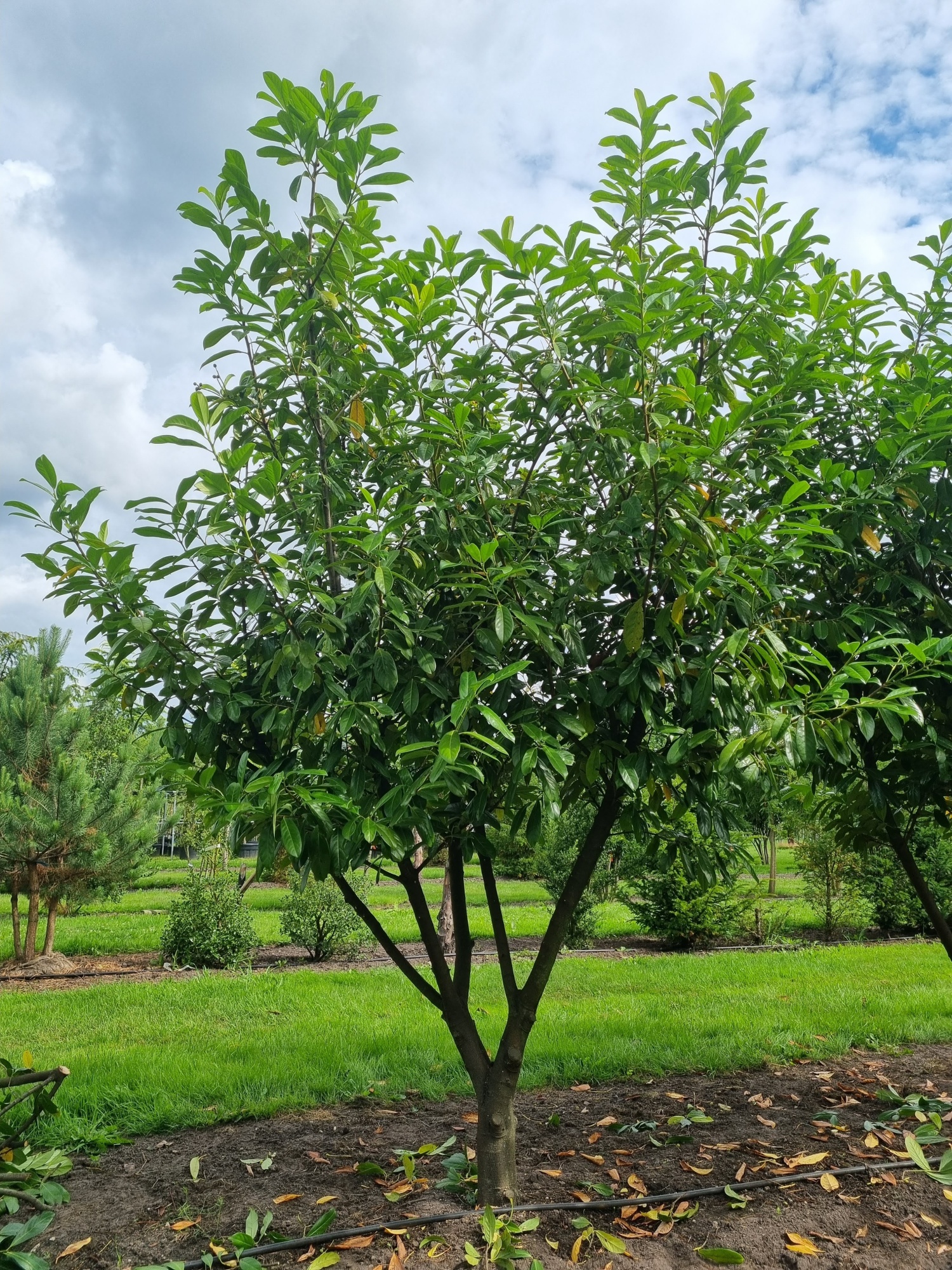 Laurierkers 'Rotundifolia' , Prunus laurocerasus 'Rotundifolia' kopen