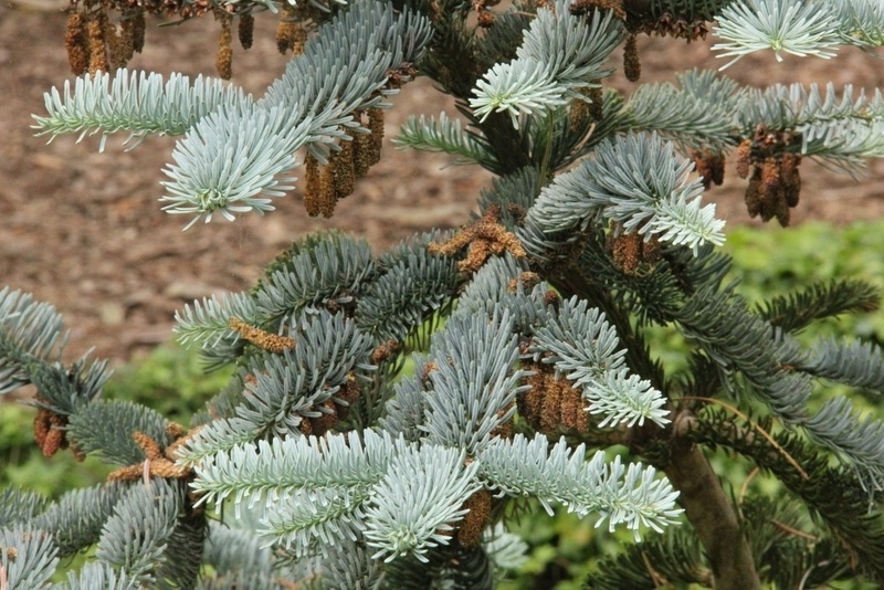 Edelspar, Abies procera kopen