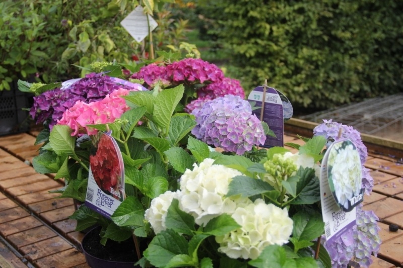 Hortensia Forever & Ever Blue, Hydrangea Forever & Ever Blue kopen