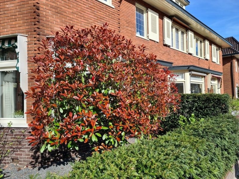 Glansmispel 'Red Robin', Photinia fraseri 'Red Robin' kopen