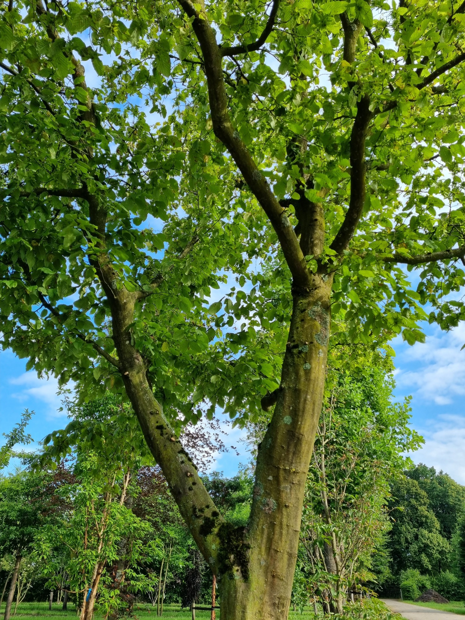 Deze Carpinus betulus als grote boom voor een kleine tuin.