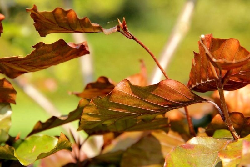 Rode Beuk, Fagus sylvatica 'Atropunicea' kopen