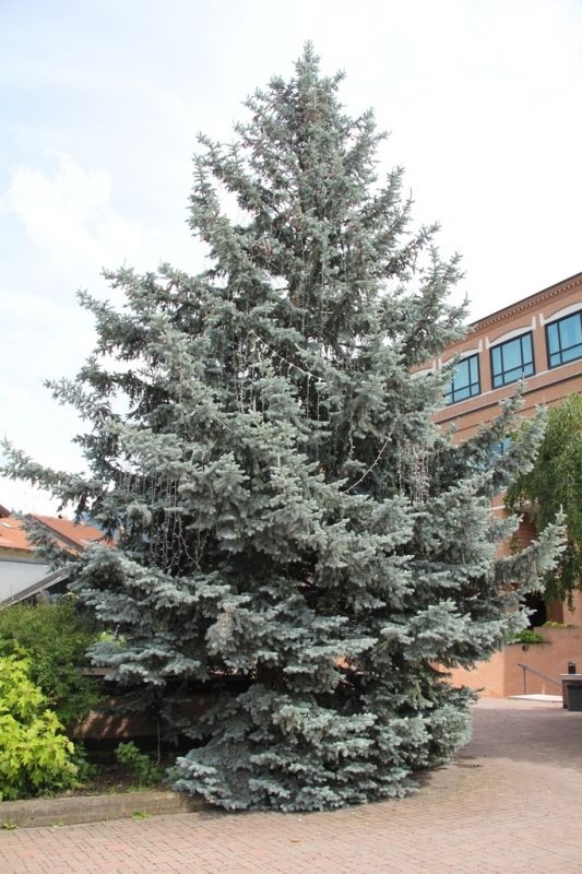 Blauwspar 'Koster', Picea pungens 'Koster' kopen
