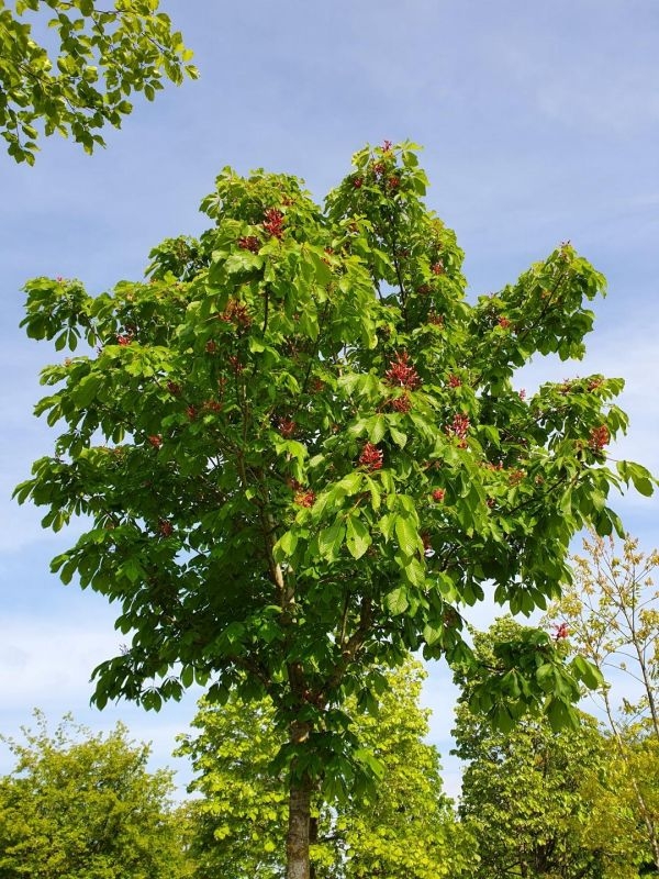 Aesculus pavia is een dwergsoort van de kastanjeboom