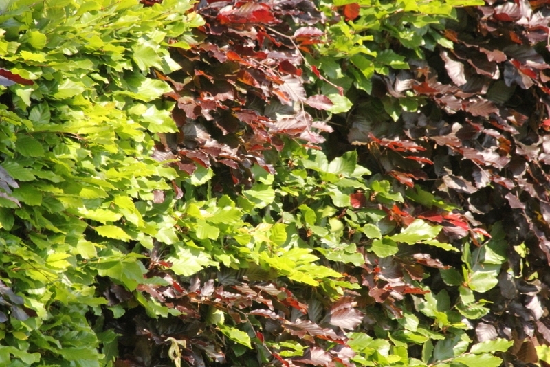 Landschappelijke hagen. Cultureel en ecologisch van hoge waarde.