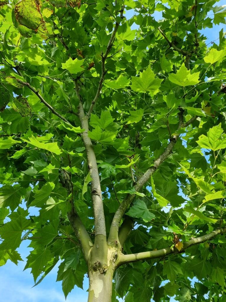 Een bijzondere grote plataan kopen?