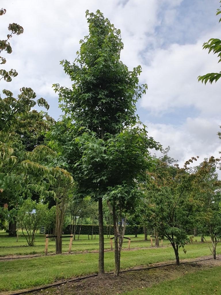 Grote meerstammige Amberboom kopen? | Ten Hoven Bomen