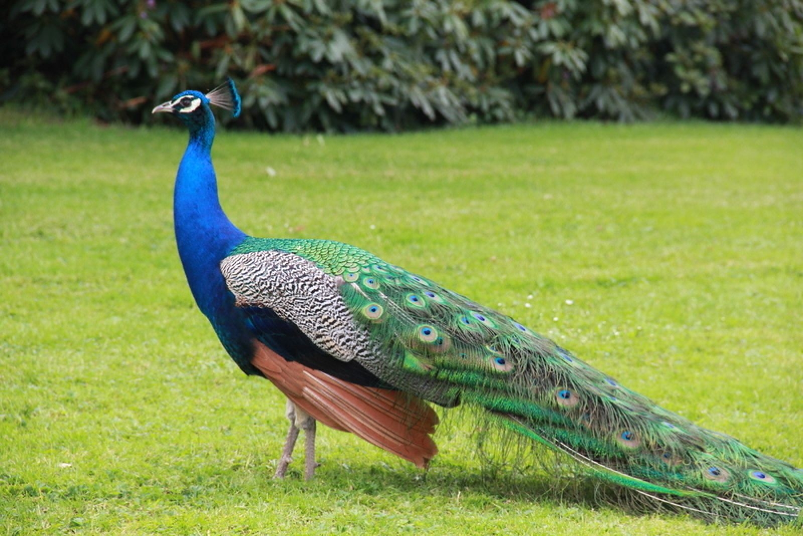 sfeertuinen en natuurlijke landschappelijke tuinen. Bostuinen.