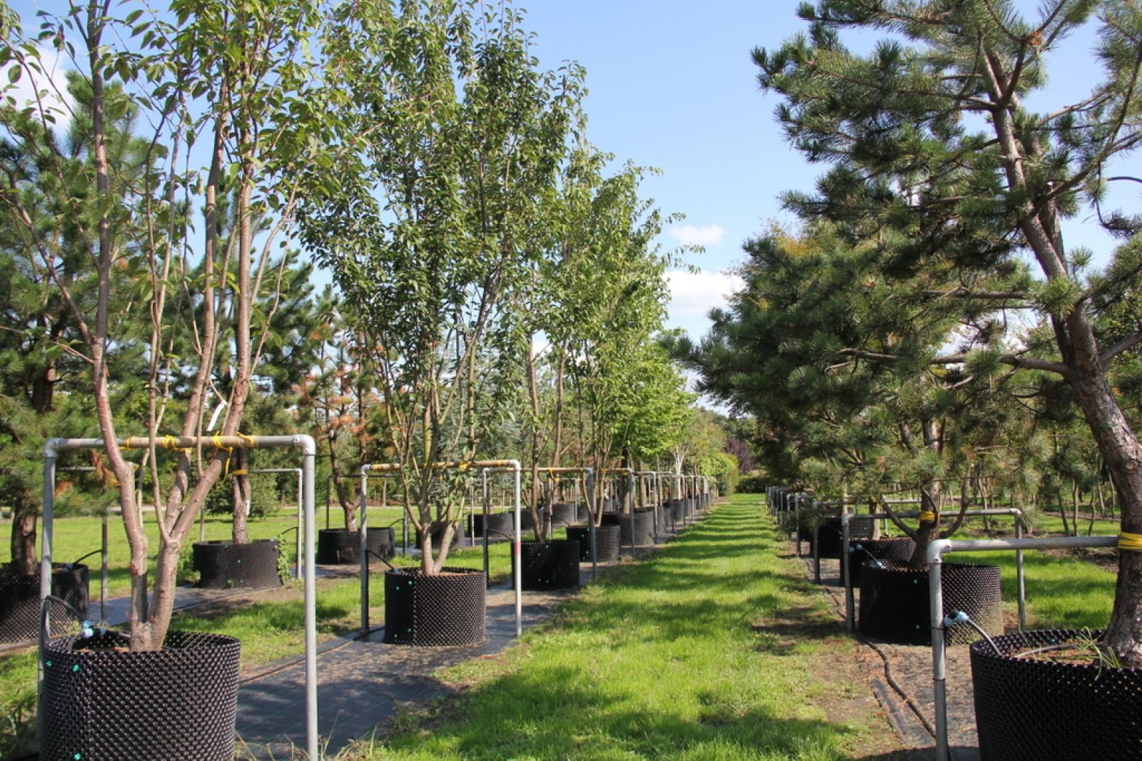 Grote volwassen bomen en struiken kopen?