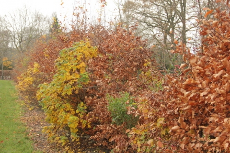 Landschappelijke hagen. Cultureel en ecologisch van hoge waarde.