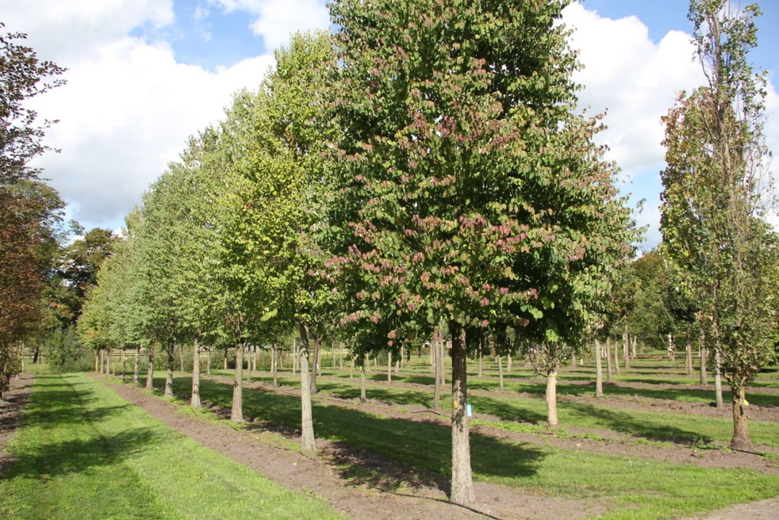 Grote volwassen bomen en struiken kopen?