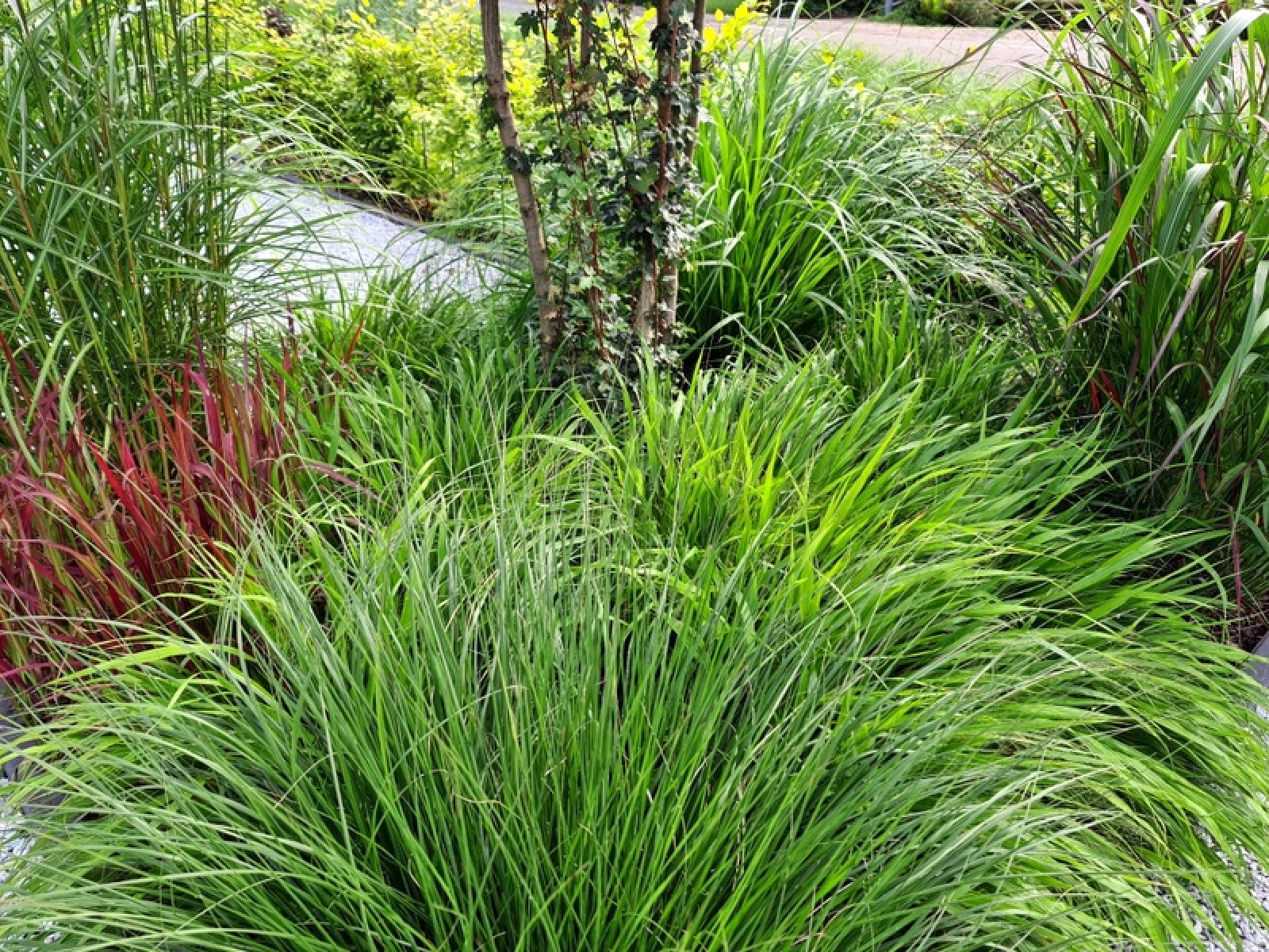 sfeertuinen en natuurlijke landschappelijke tuinen. Bostuinen.