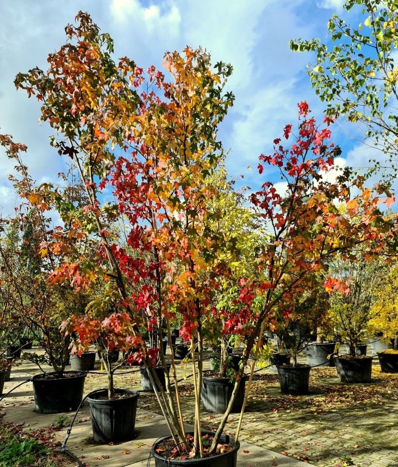Amberboom, Liquidambar styraciflua kopen